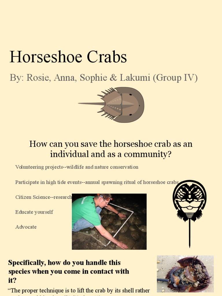 Save Horseshoe Crabs: Community Actions | PDF