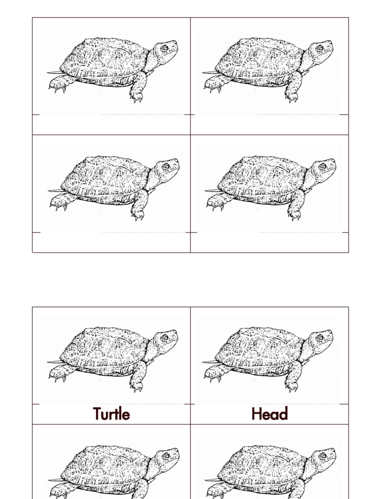 Wide Parts of Turtle Cards | PDF