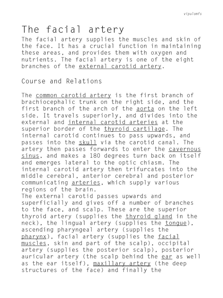 The Facial Artery: Course and Relations | PDF | Common Carotid Artery | Lip