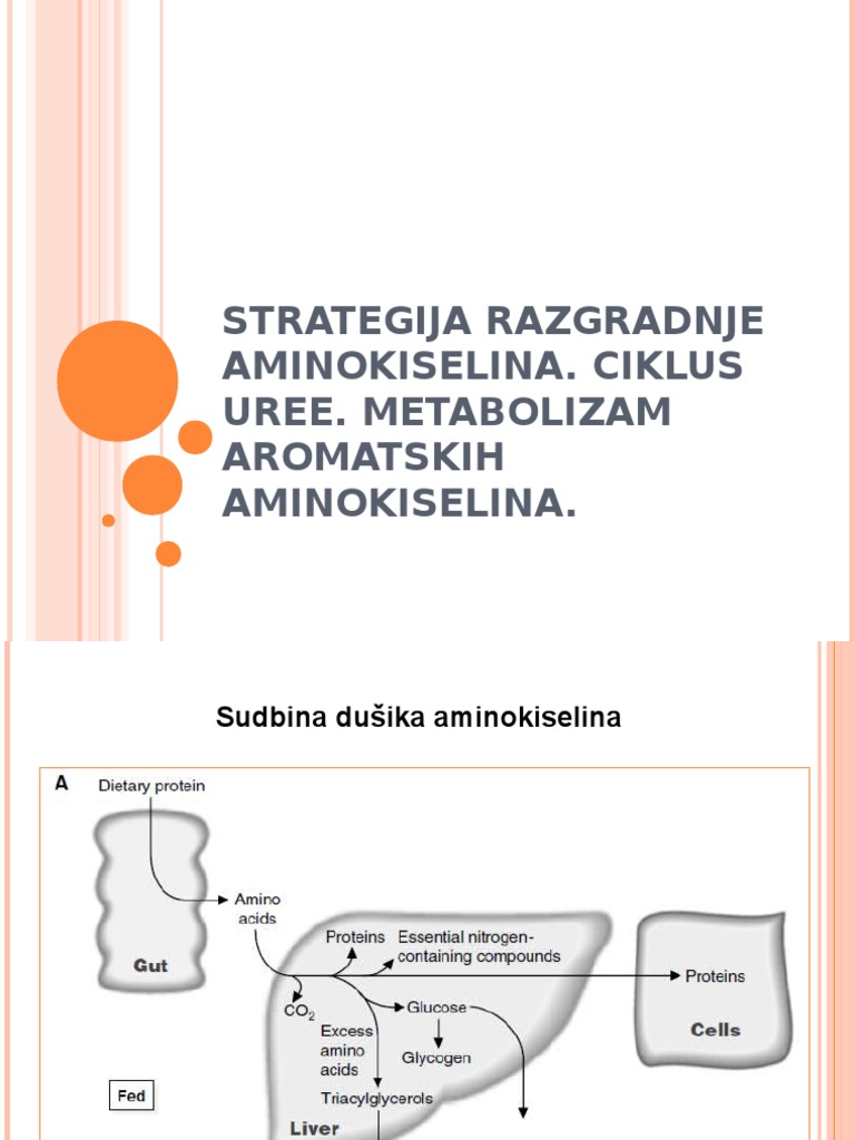5strategija Razgradnje AK Ciklus Uree Metabolizam Aromatskih AK | PDF