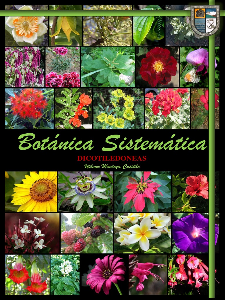 Manual de Bs Dicotiledoneas | PDF | Flores | Fruta