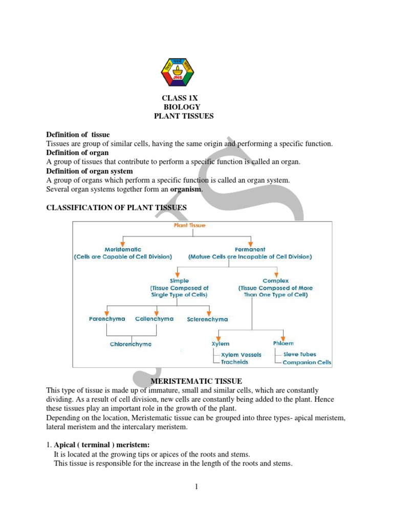 Tissue and Tissue Systems - STD 9 | PDF | Tissue (Biology) | Plant Stem