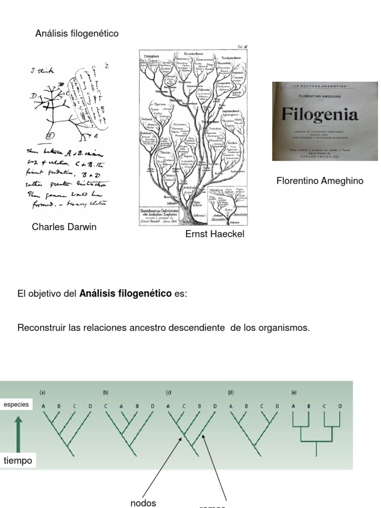 Filogenetica | Filogenética | Migración de aves