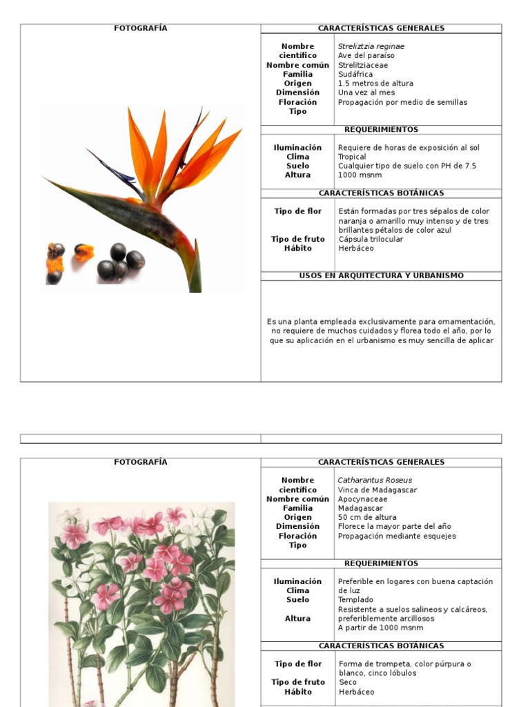Cedula Botanica | PDF | Arboles | Flores