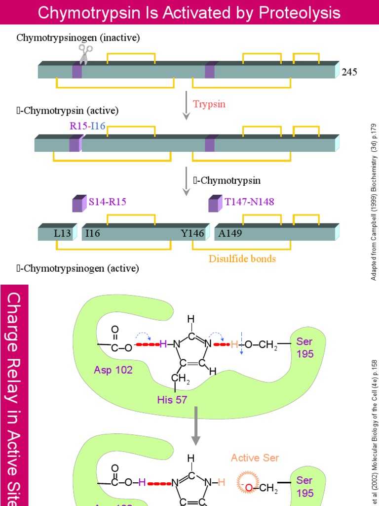 Enz07 Chymo Site | Download Free PDF | Molecular Biophysics | Enzyme