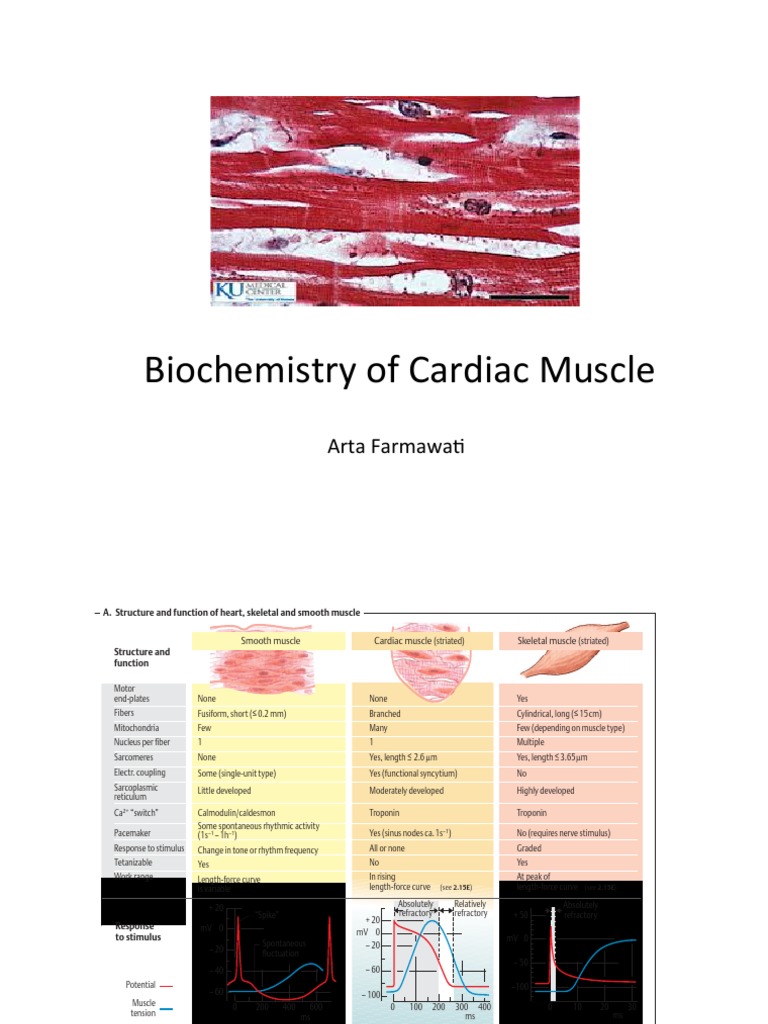 Biochemistry of Cardiac Muscle | PDF | Muscle Contraction | Cardiac Muscle