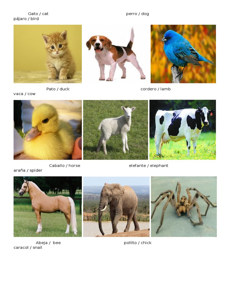 Animales en Ingles y Español (Autoguardado) | PDF | Animales y humanos ...
