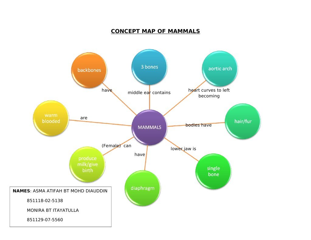 Concept Map - Mammal | PDF | Business