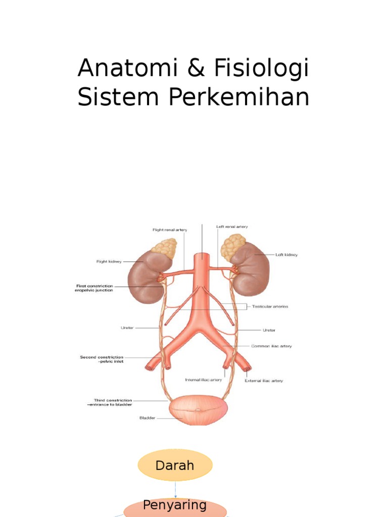 Anatomi Fisiologi Sistem Perkemihan - Perumperindo.co.id