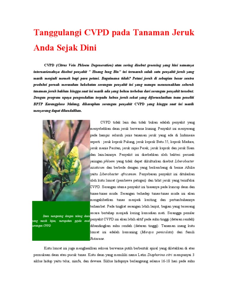 Cegah CVPD Jeruk: Strategi Efektif | PDF
