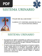 Anatomía y Fisiología Anorrectal | PDF | Recto | Sistema digestivo