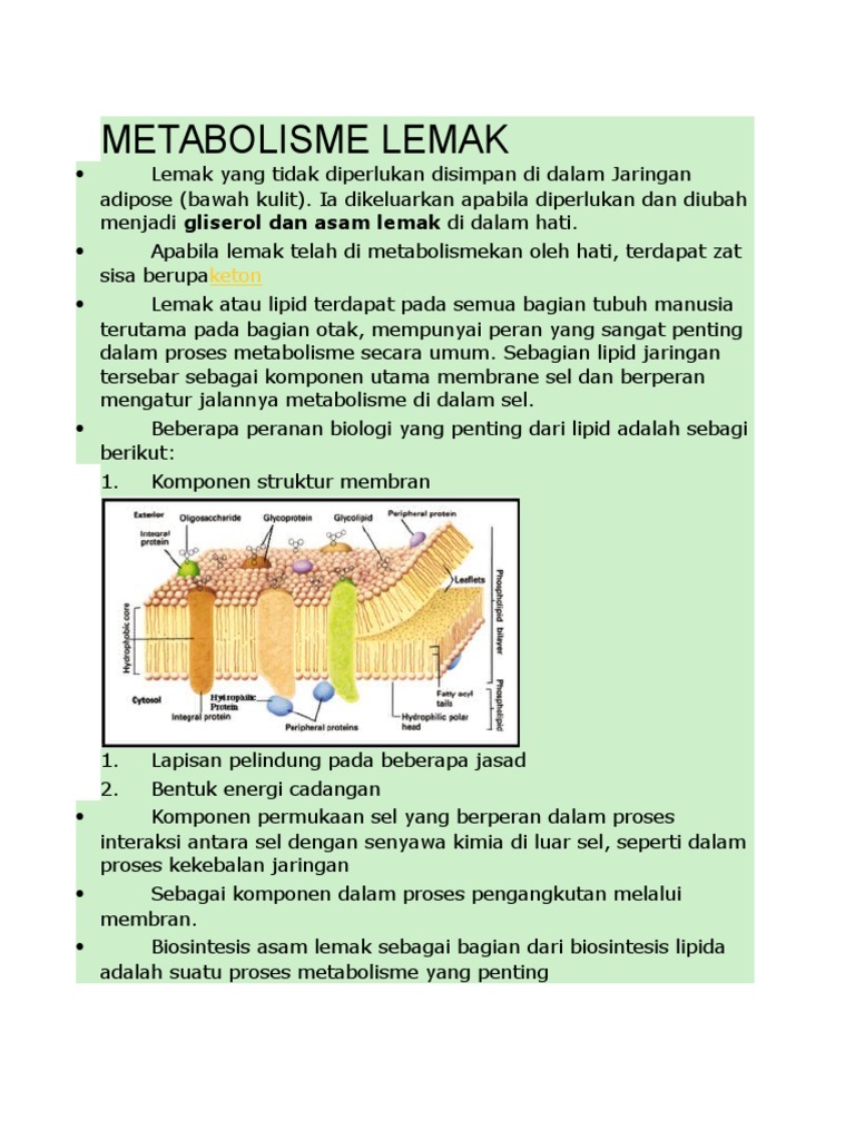 Metabolisme Lemak | PDF | Kesehatan Holistik | Teknologi & Rekayasa