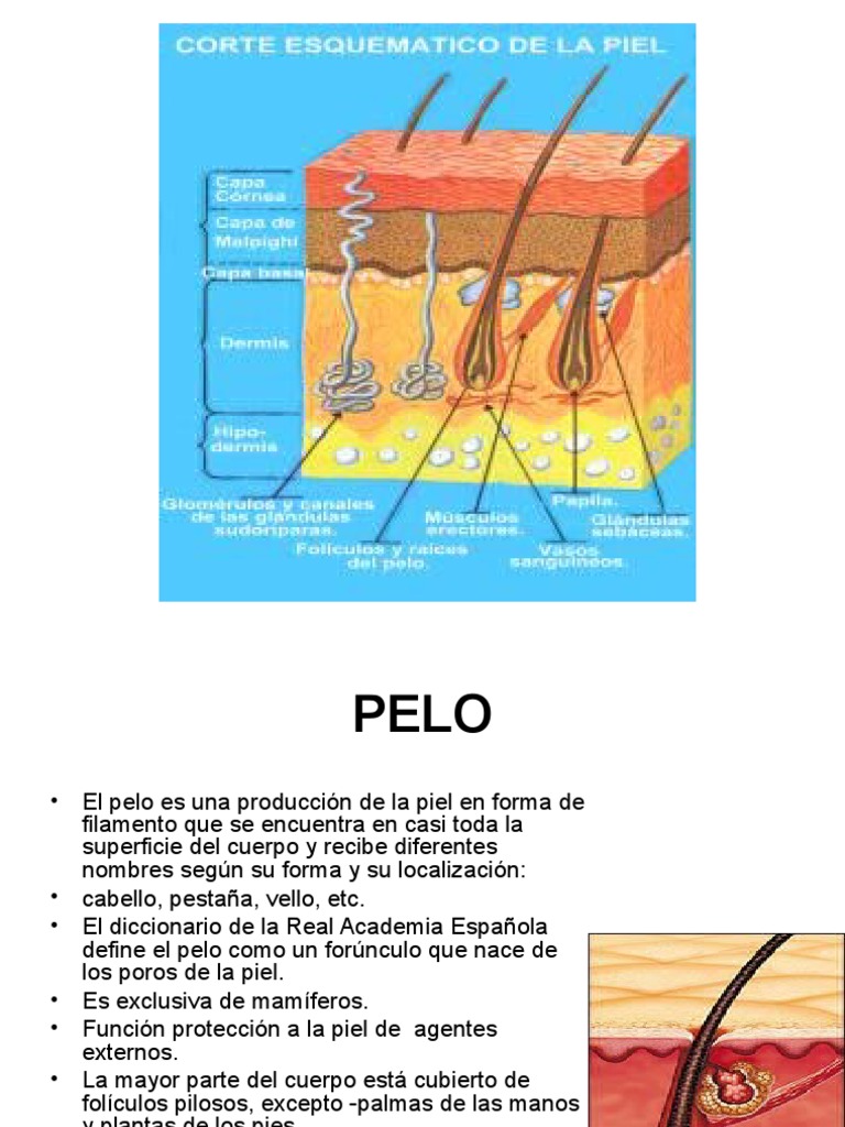 1.1-FOLICULOS.ppt | Pelo | Anatomía