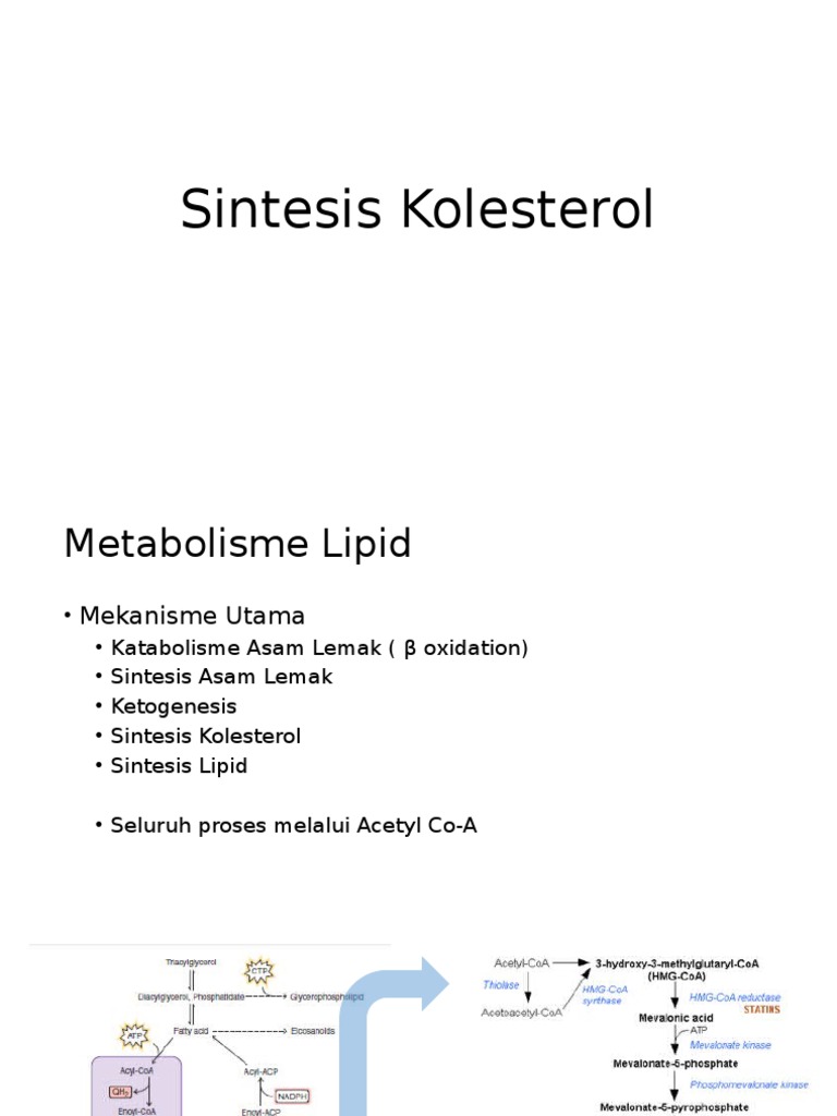 Metabolisme Kolesterol dan Perannya dalam Pembentukan Atherosklerosis | PDF