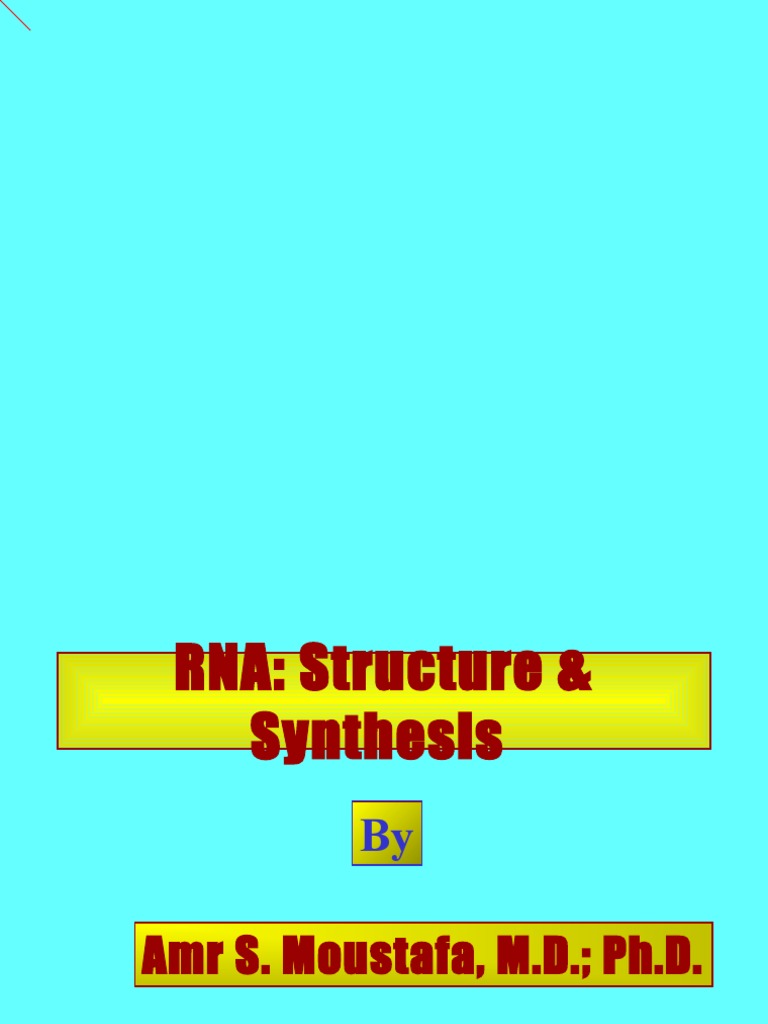 RNA Structure, Functions Web | PDF | Rna | Promoter (Genetics)