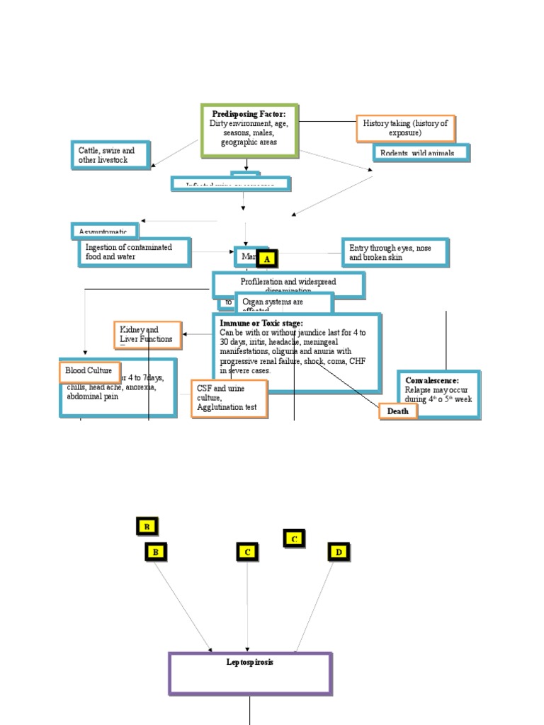 Path o Physiology | PDF