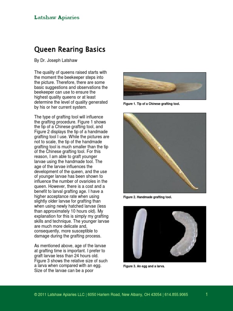 Queen Rearing Basics Pdf Beekeeping Bees
