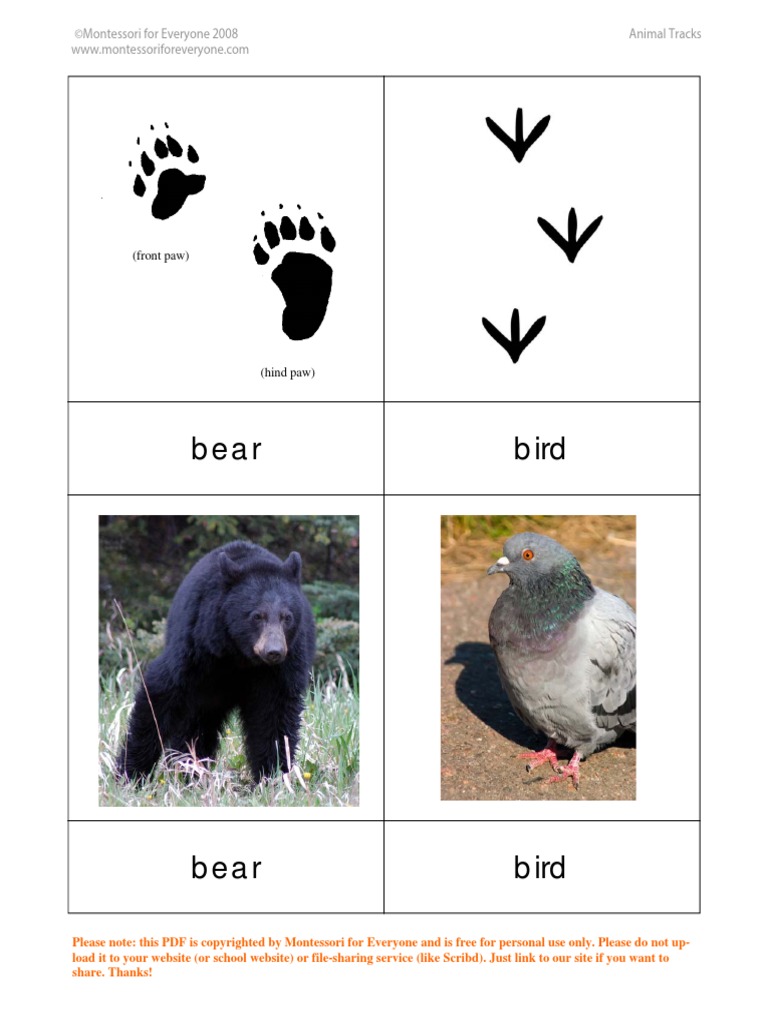 Animal Tracks PDF | PDF