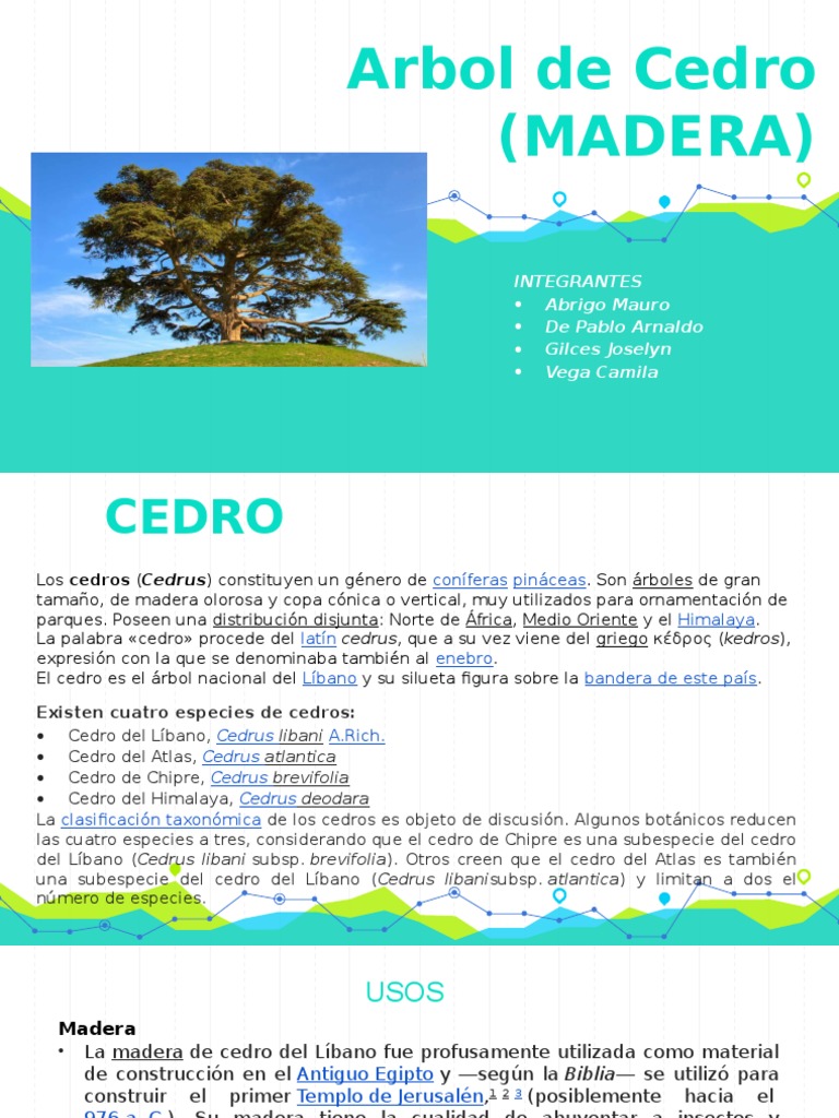 Cedro | PDF | Arboles | Horticultura y jardinería