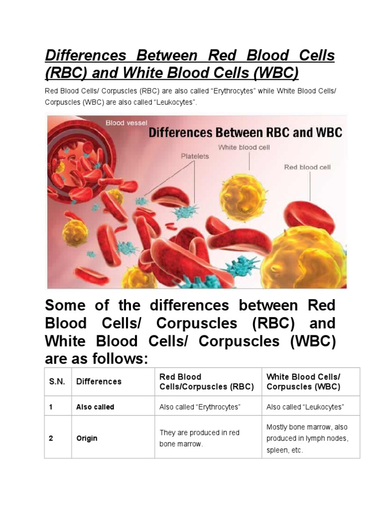 Differences Between Red Blood Cells | PDF