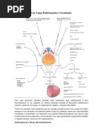 Capas Germinales | PDF | Embrión | Procesos biologicos