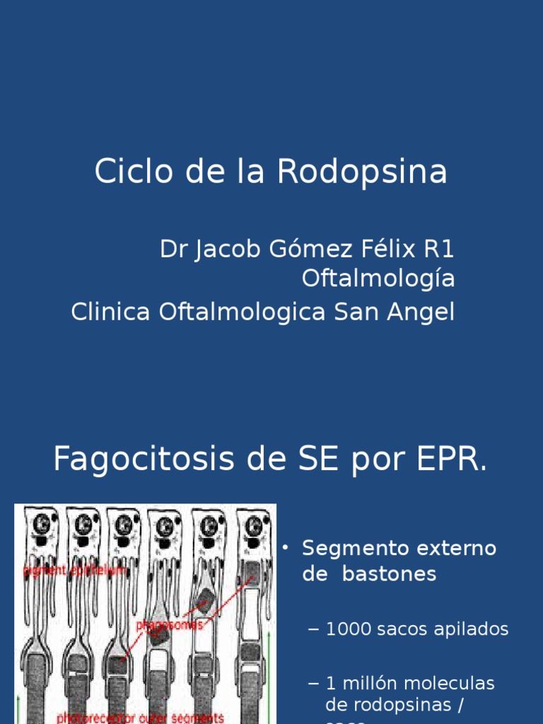 Ciclo de Rodopsina y Fototransducción | PDF | Comunicación celular ...