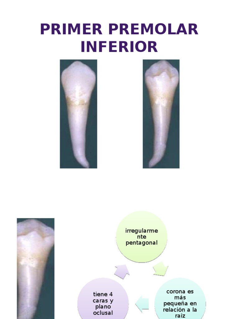 Primer Premolar Inferior | PDF