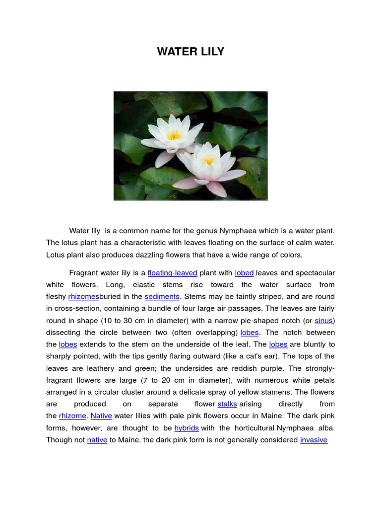 Water Lily | PDF