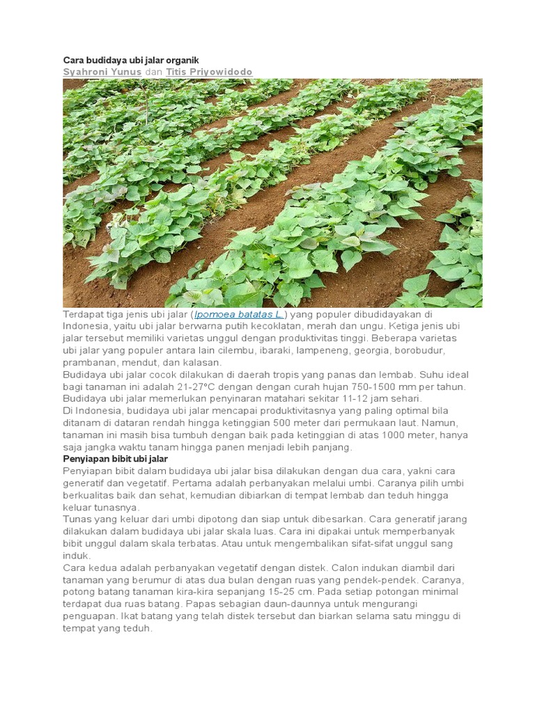Budidaya Ubi Jalar | PDF
