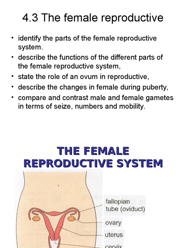 4.3 The Female Repr System | PDF