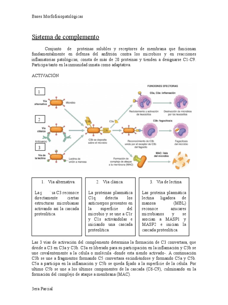 Sistema de Complemento | PDF