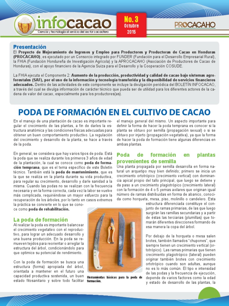 Boletin Infocacao No 3 Poda de Formacion en El Cultivo de Cacao | PDF | Arboles | Tallo de la planta