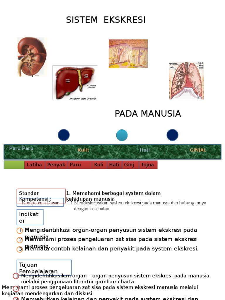 Sistem Ekskresi | PDF