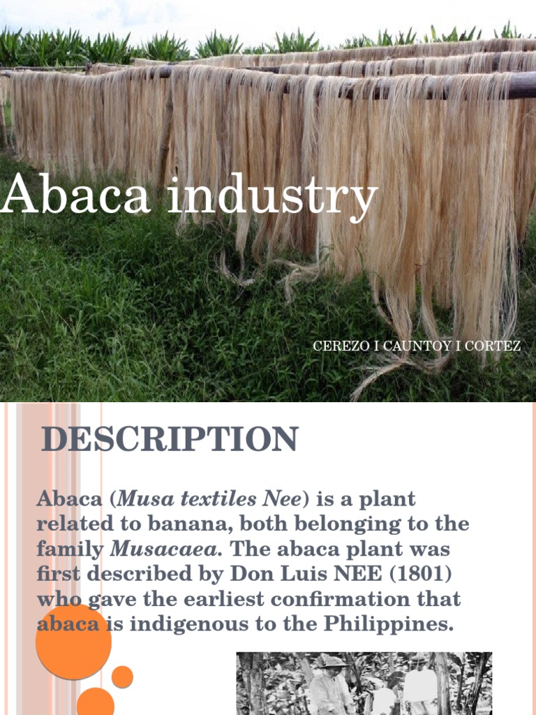 Abaca Industry: Cerezo I Cauntoy I Cortez | PDF