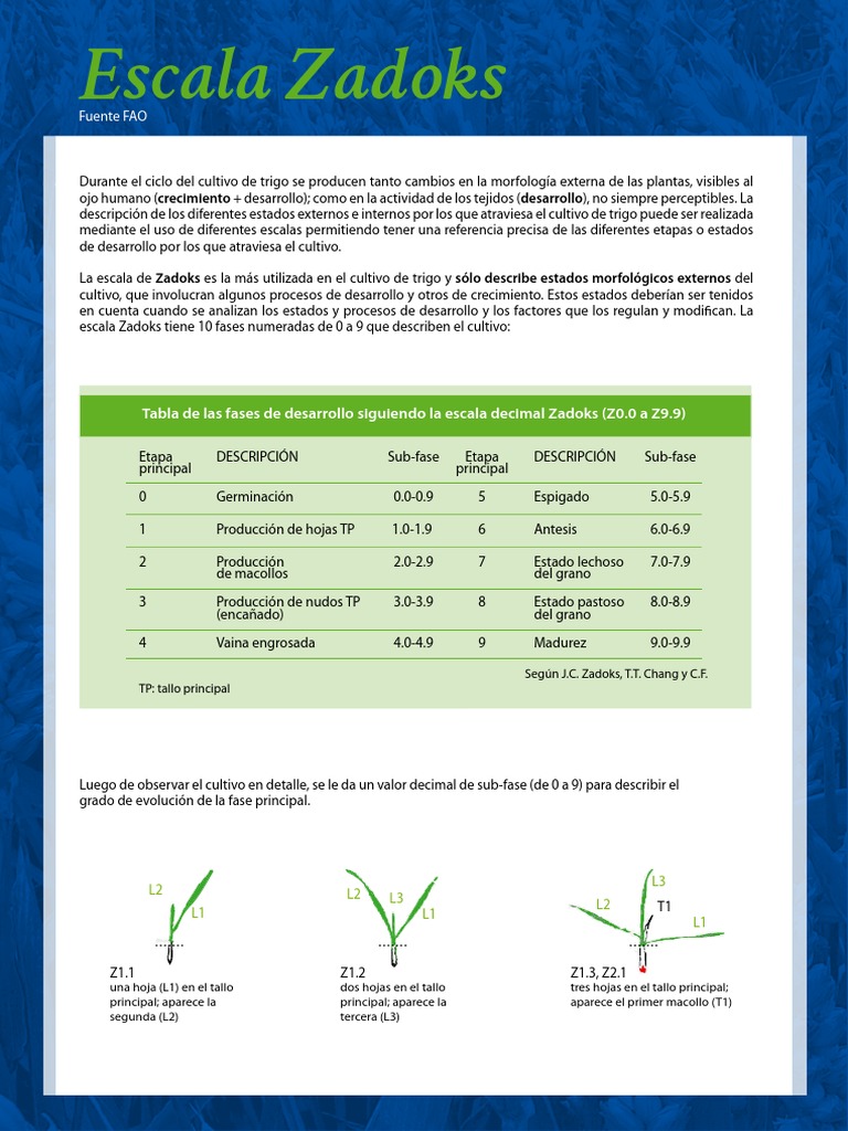 Escala Zadoks Trigo | Morfología Vegetal | Horticultura y jardinería