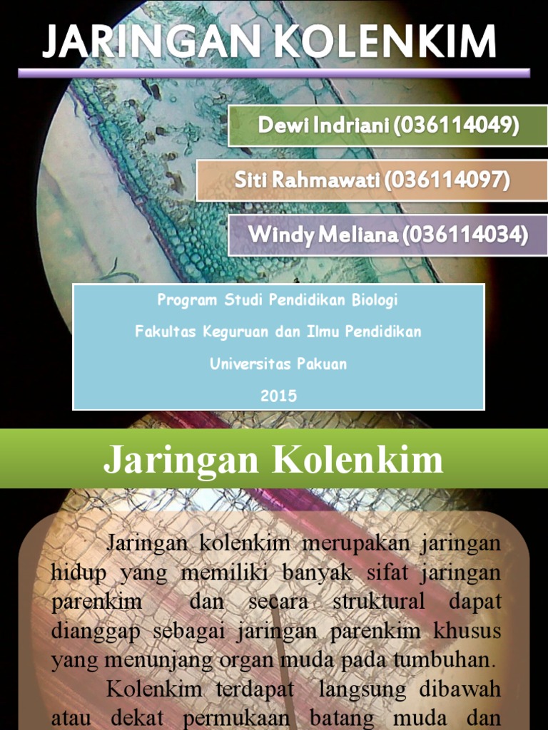 Jaringan Kolenkim | PDF
