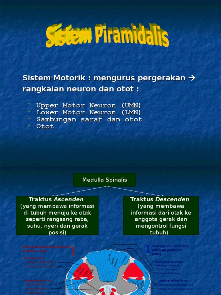 Case Report Paraparese | PDF