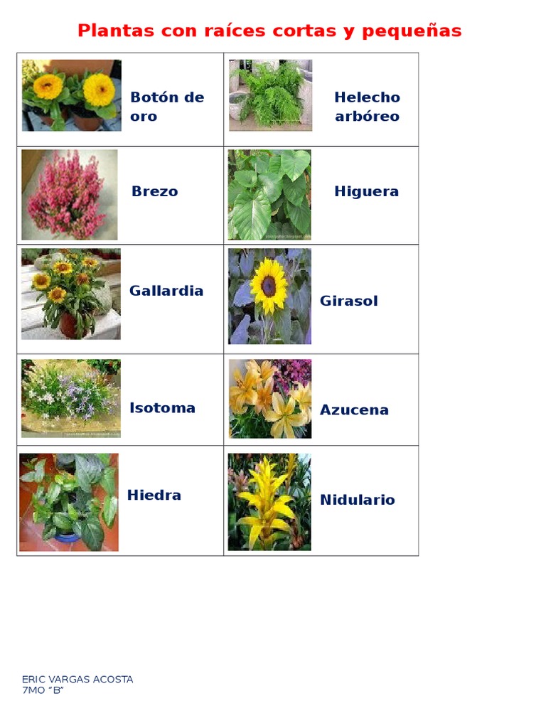 Ejemplos De Raíces De Plantas Corredoras Plantas Trepadoras: