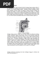 Anatomi Lengkap Esofagus | PDF