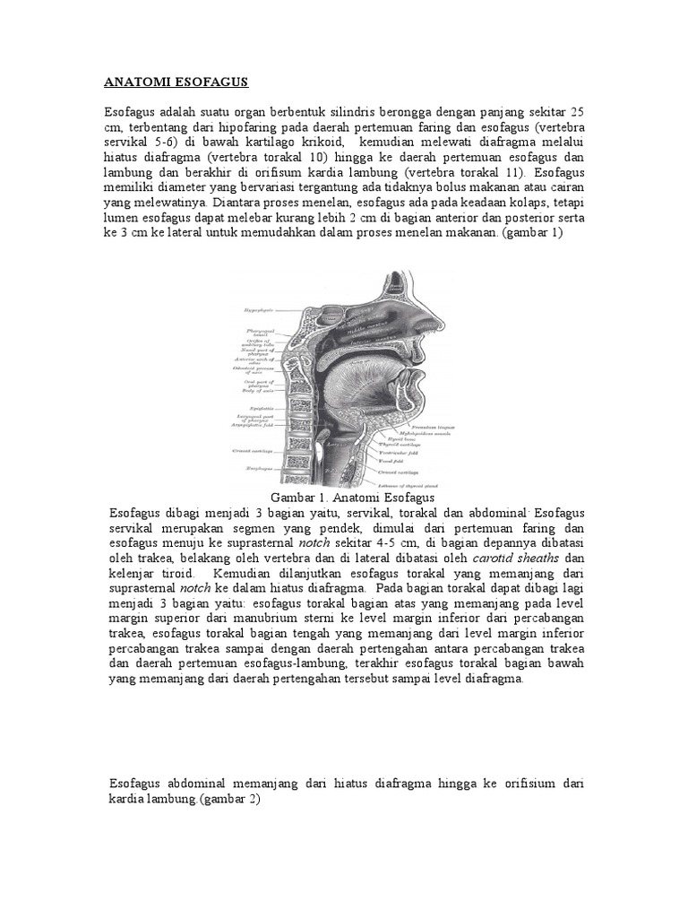 Anatomi Esofagus | PDF