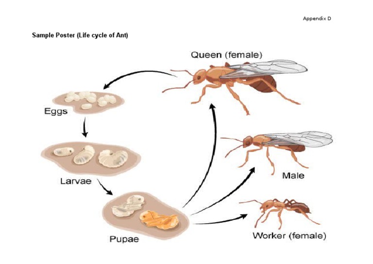 Sample Poster (Life Cycle of Ant) : Appendix D | PDF