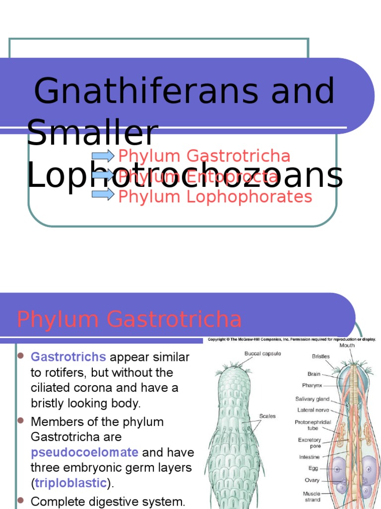 Pseudocoelomate Animals | PDF | Zoology | Biology
