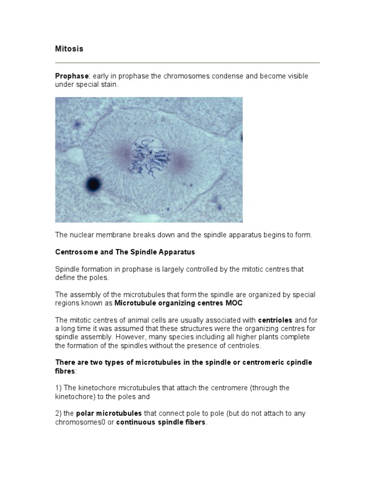 Mitosis: Prophase: Early in Prophase The Chromosomes Condense and ...