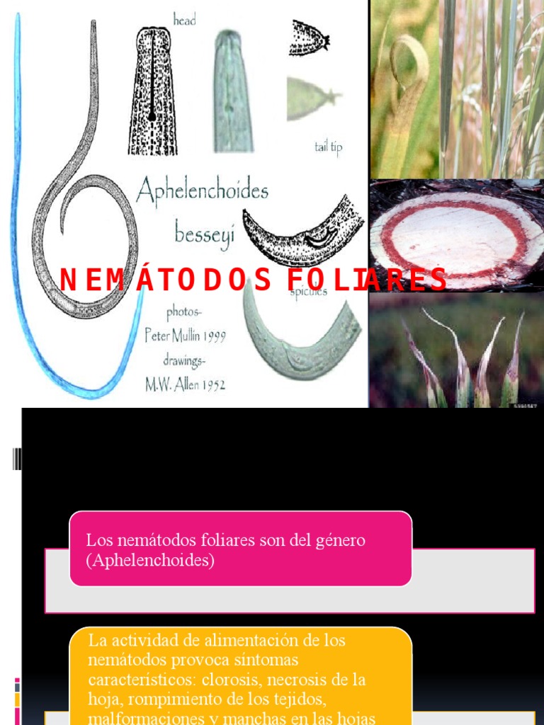 NEMÁTODOS FOLIARES | Hoja | Tallo de la planta