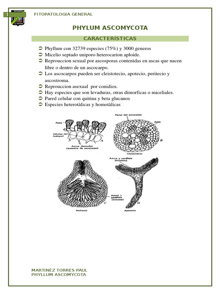 Phylum Ascomycota | PDF | Biología | Organismos