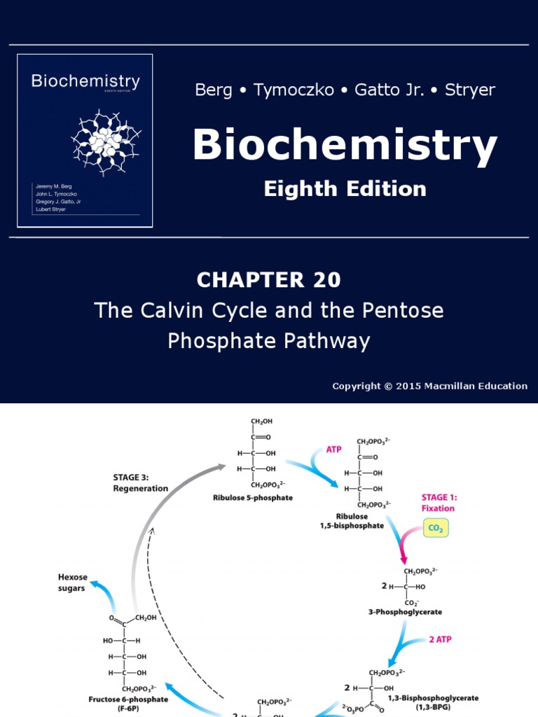 Biochemistry: Eighth Edition | PDF