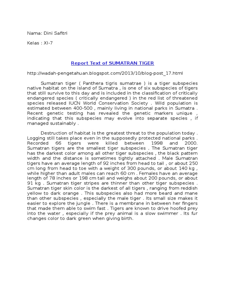 Report Text of Sumatran Tiger | PDF | Tiger | Organisms