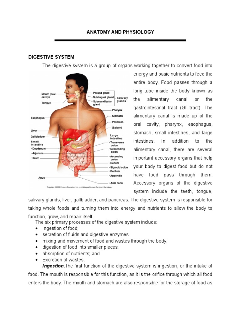 Anatomy and Physiology of The Digestive System | PDF | Digestion ...
