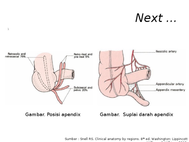 Next : Gambar. Posisi Apendix Gambar. Suplai Darah Apendix | PDF