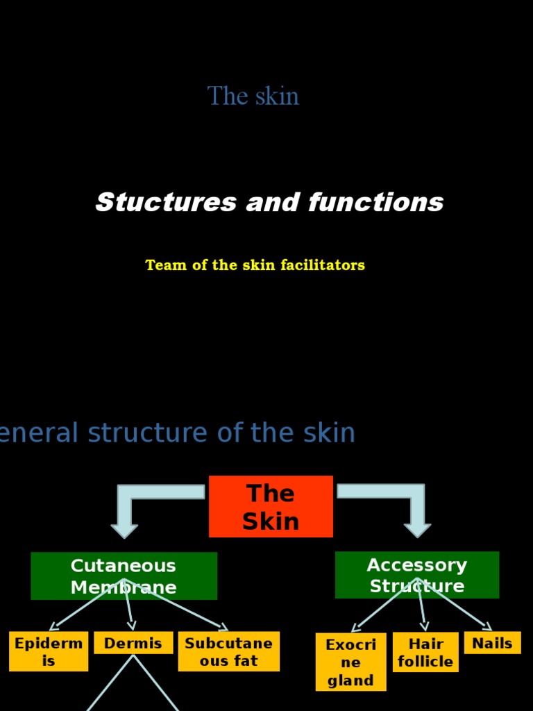 Skin Structure and Functions | PDF | Skin | Epidermis